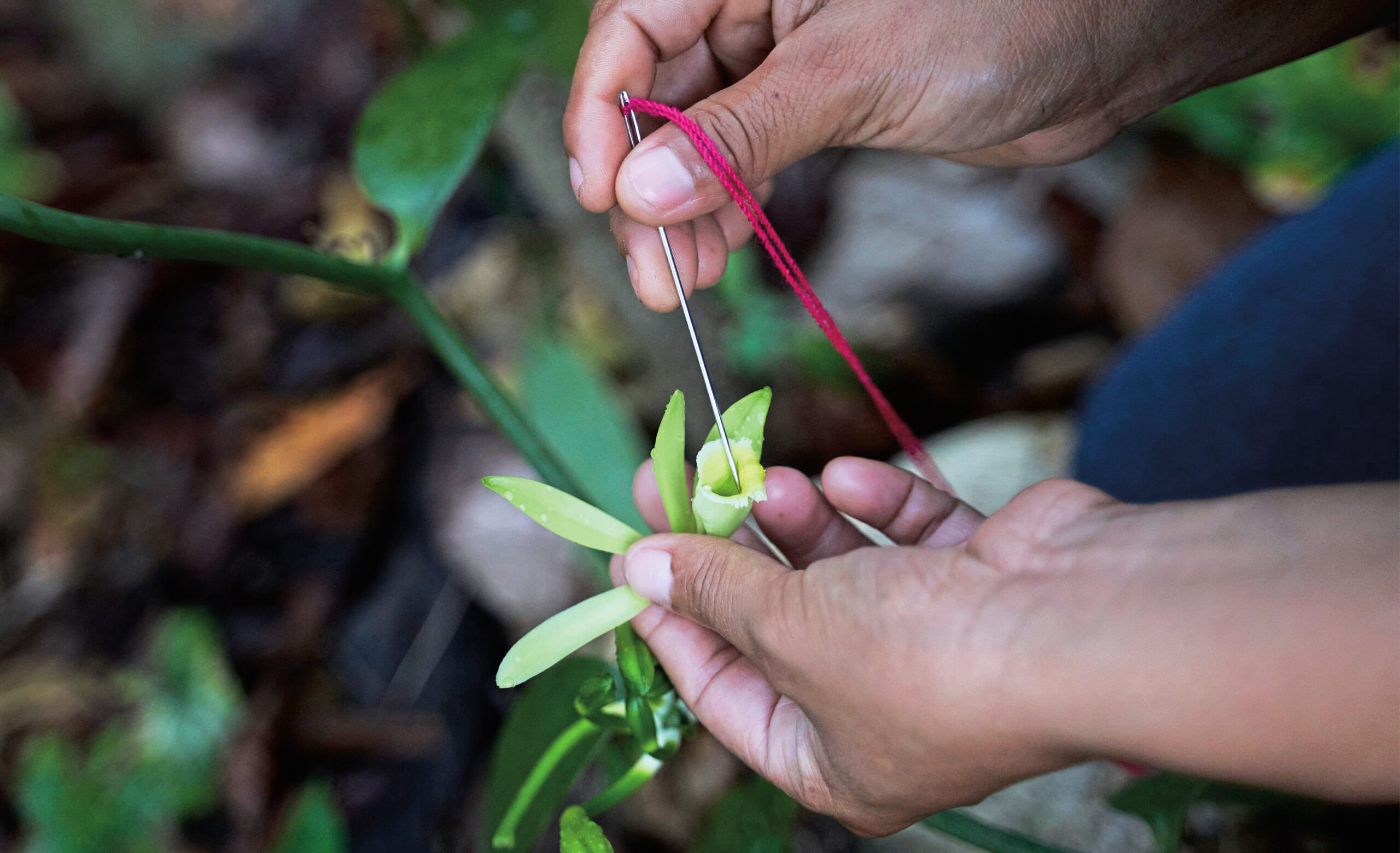 Photo Essay: Inside Vanilla’s All-Natural Comeback