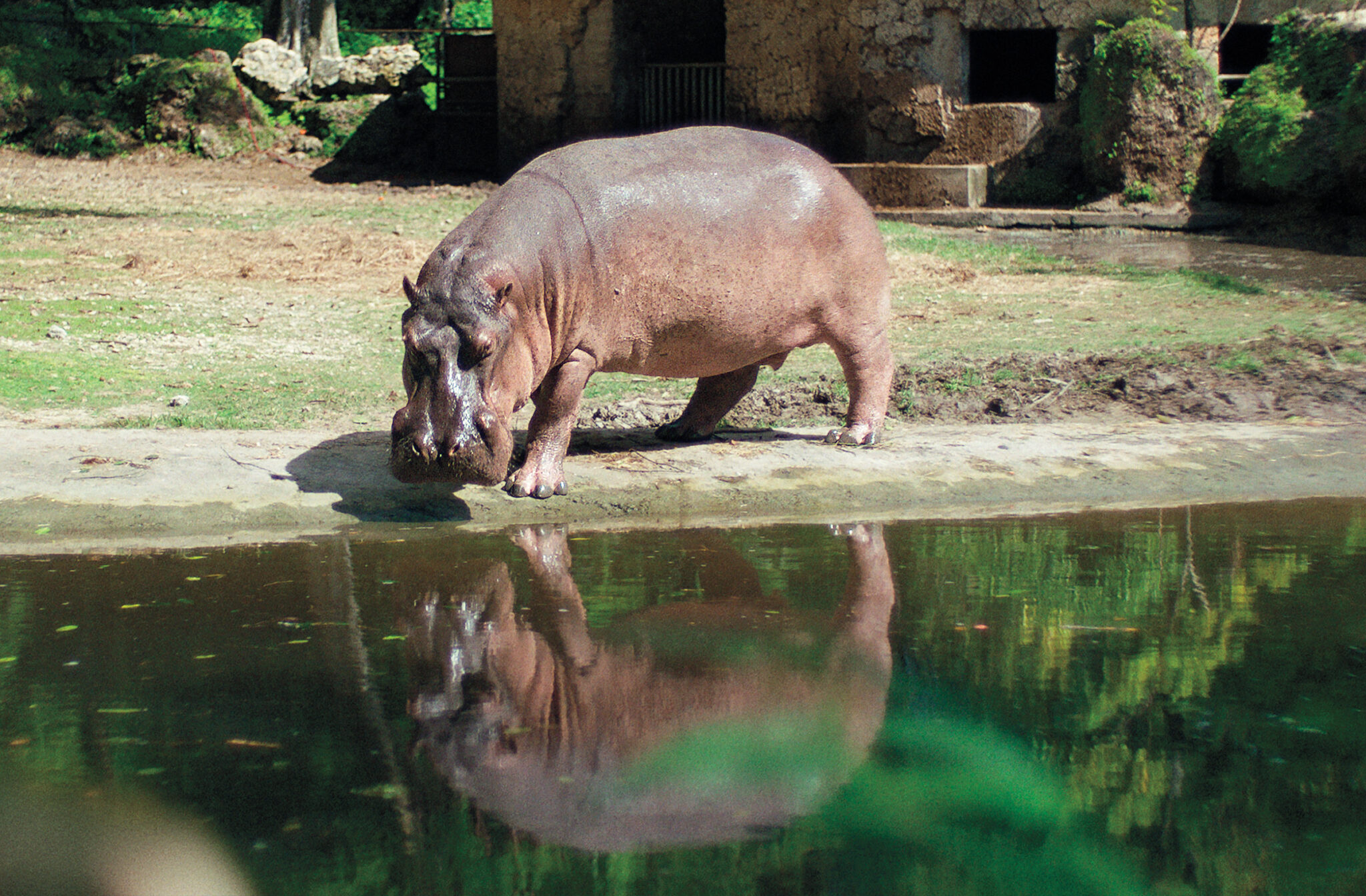 The Tragic Tale of Zafari the Hippo